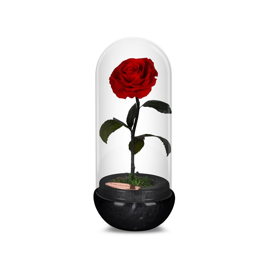 The Capsule Black – MyForeverRoseUAE - House of Luxury General Trading LLC